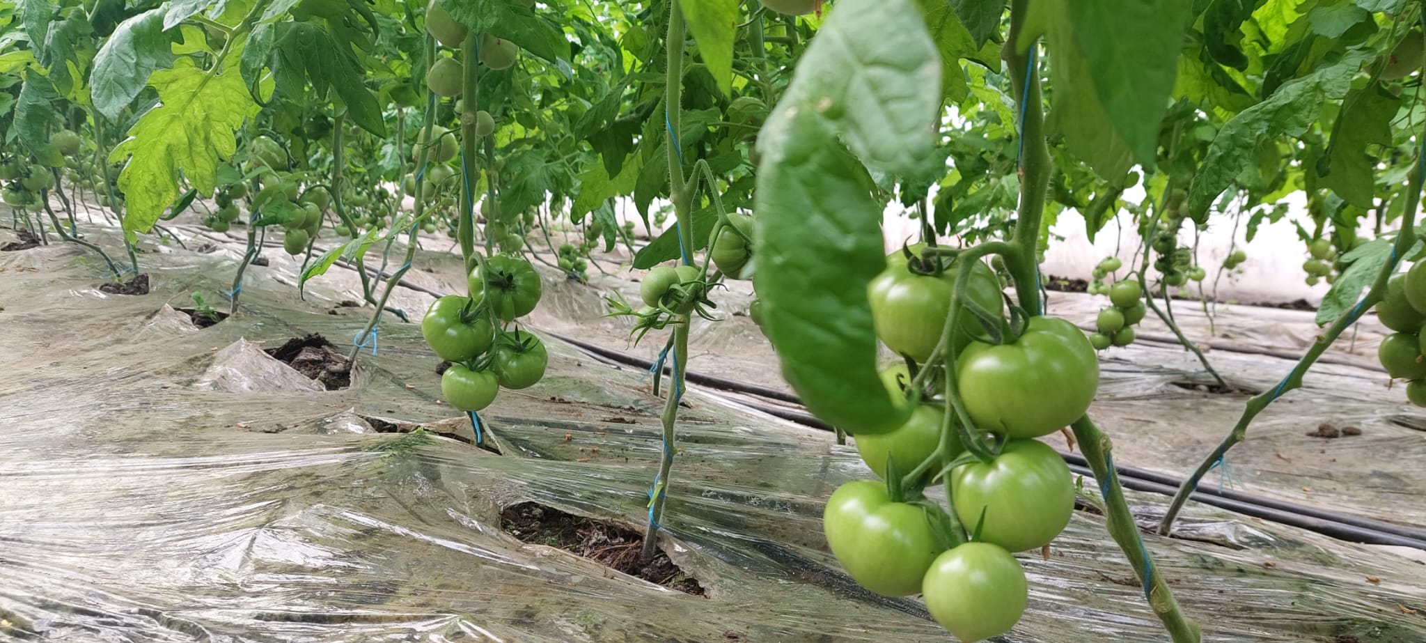VIDEO: Solarii încărcate cu tomate de Buzău! Cine le produce și când ...