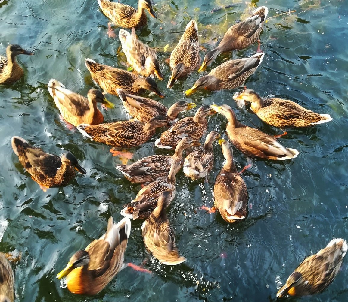 Raportul Gărzii de Mediu despre moartea rațelor din Crâng: Am aflat că ...