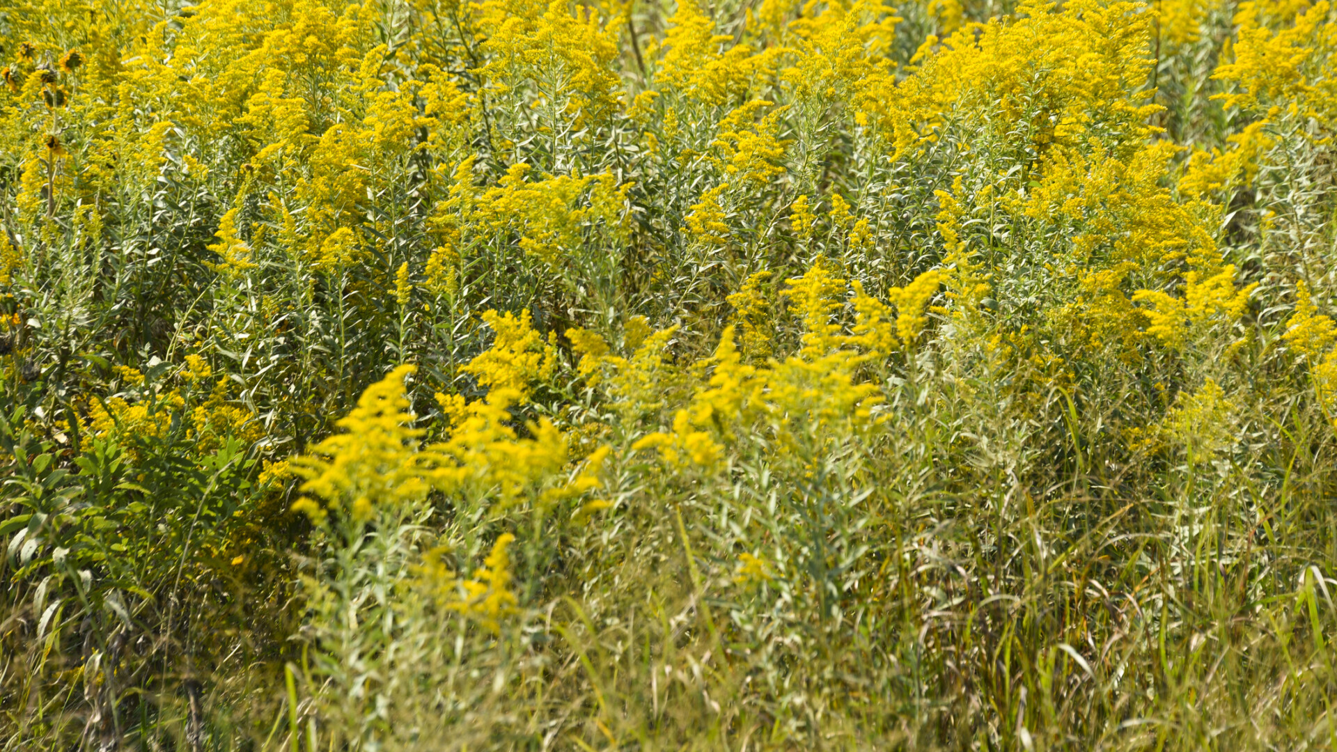 „Oricine poate fi afectat. O singură expunere poate fi letală”. Despre ...